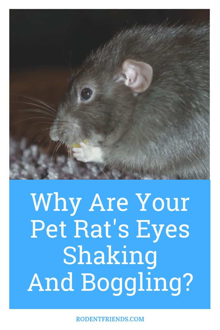 Are Your Pet Rat's Eyes Boggling And Shaking? - Rodent Friends