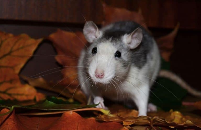 9 Pet Rat Tricks to Teach Your Fancy Rat - Rodent Friends