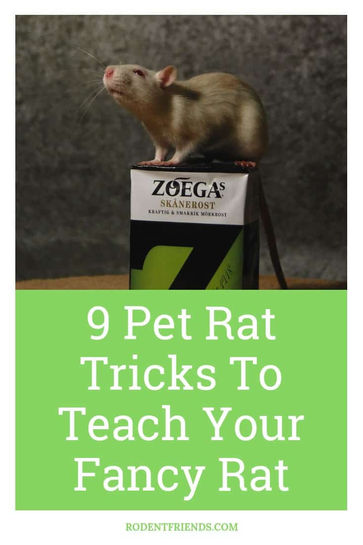 9 Pet Rat Tricks to Teach Your Fancy Rat - Rodent Friends