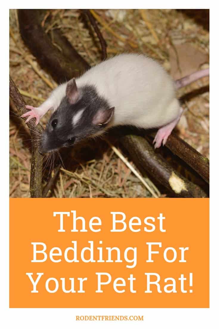 The Best Bedding For Your Pet Rat - Safe And Cheap! - Rodent Friends