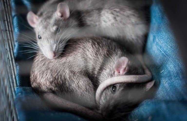 What It's Really Like Owning A Pet Rat - Rodent Friends