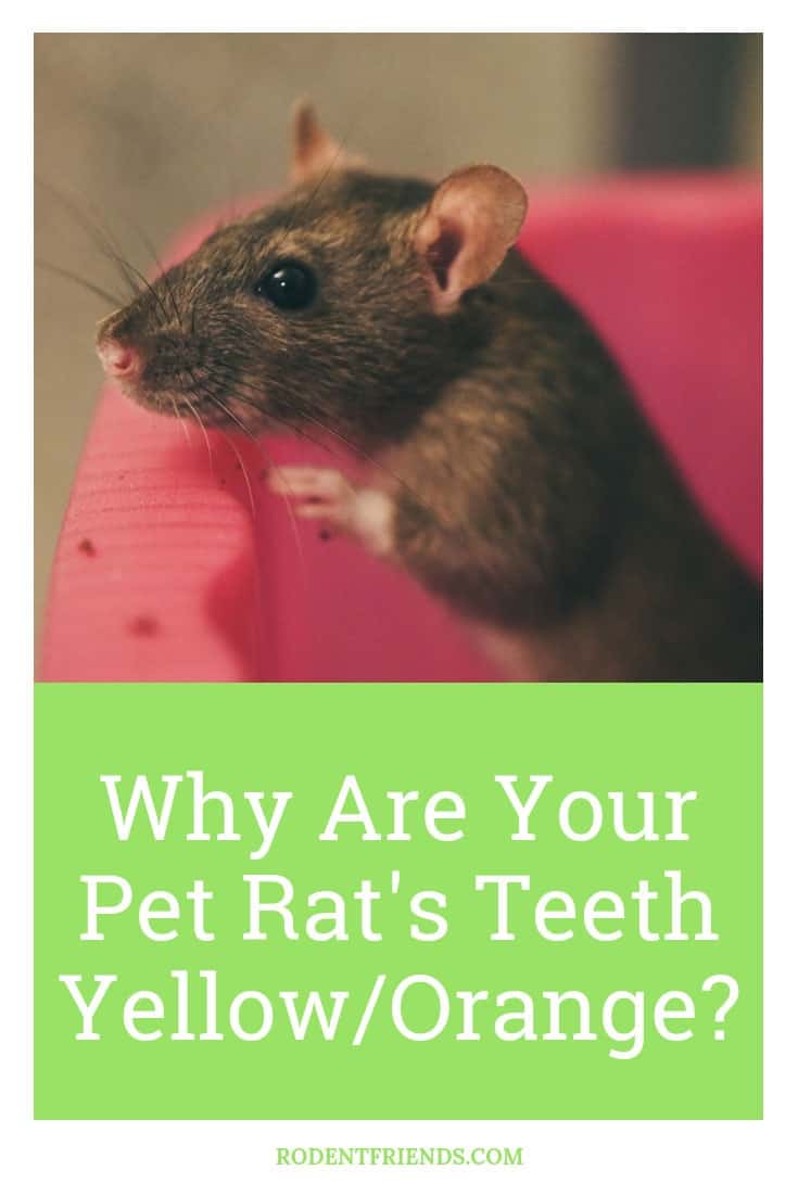 Are Your Pet Rat's Teeth Yellow Or Orange? Here's Why!