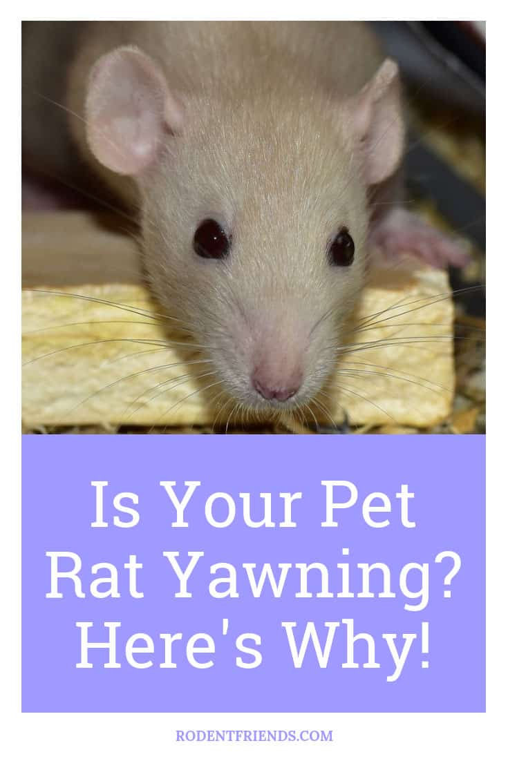 Is Your Pet Rat Yawning A Lot? Here's Why! - Rodent Friends