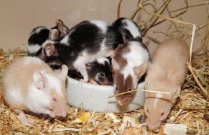 6 Best Pet Rat Recipes To Feed Your Rat! (Homemade And More)