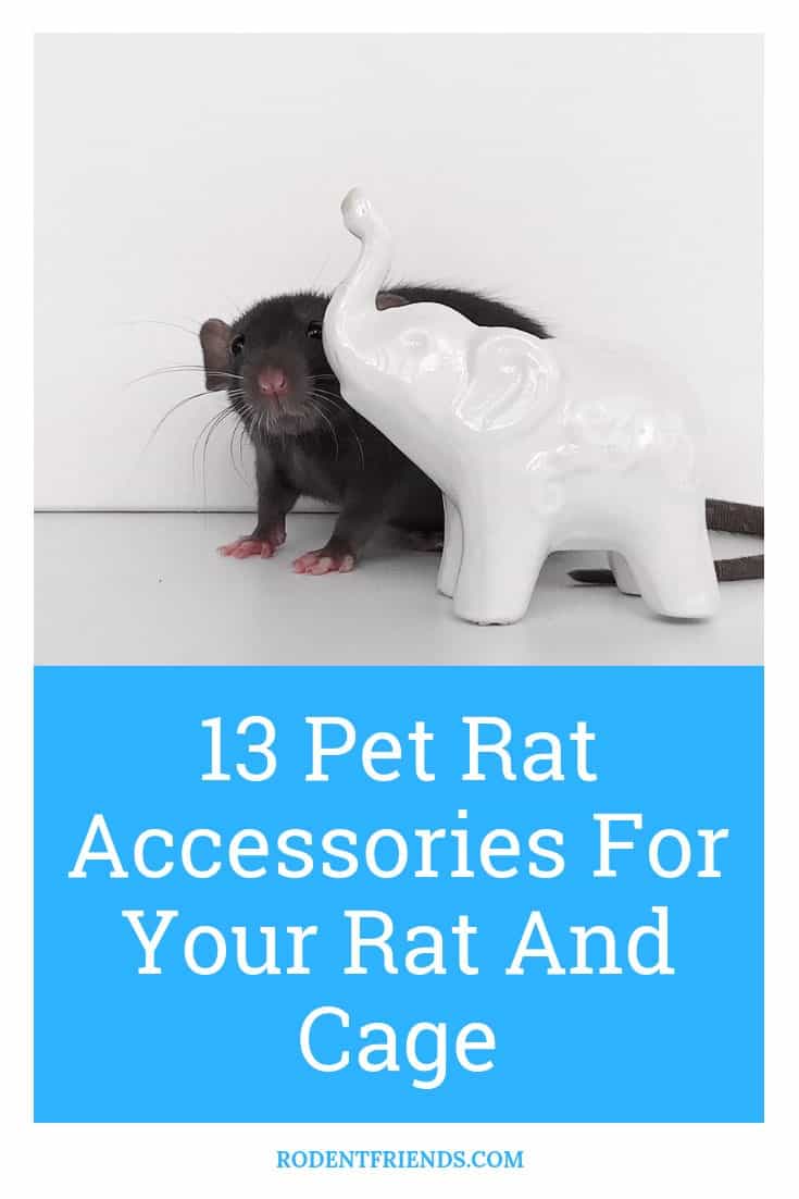 13 Pet Rat Accessories For Your Rat And Cage! - Rodent Friends