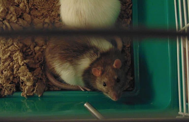 Pet Rat Enrichment (Social, Mind, And Cage!) - Rodent Friends