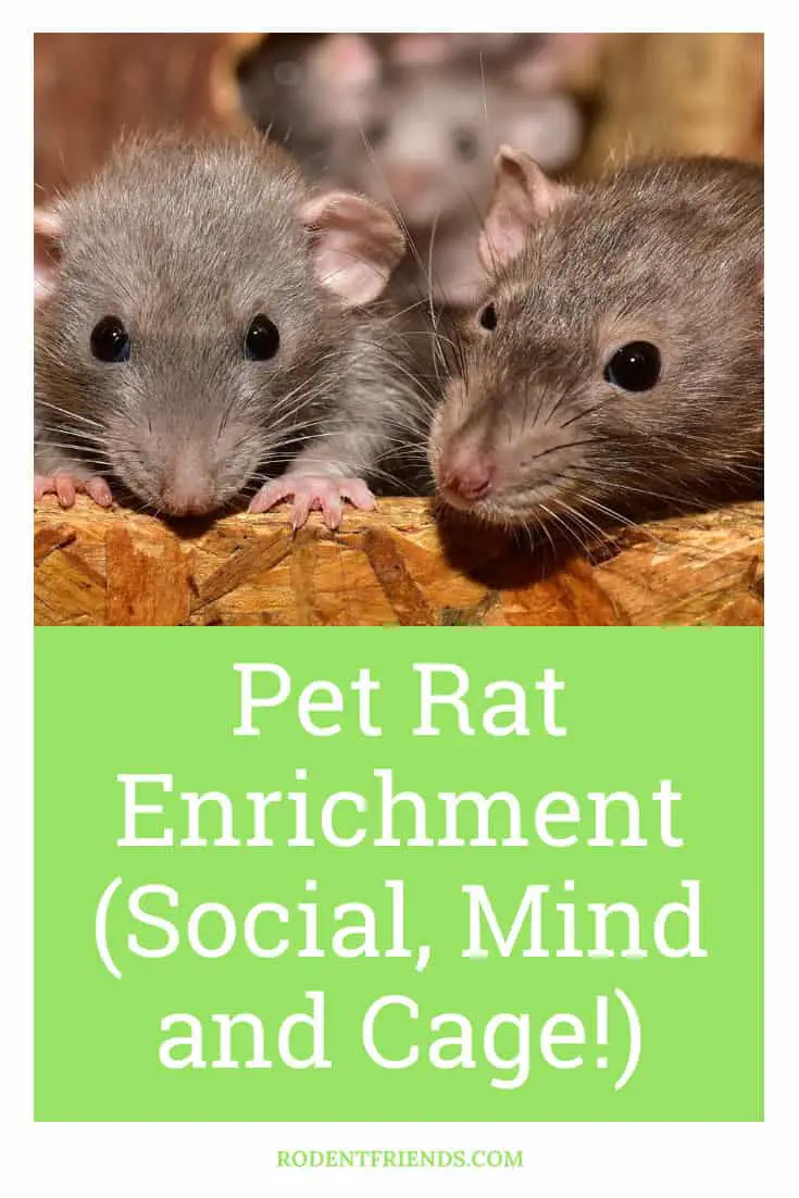 Pet Rat Enrichment (Social, Mind, And Cage!) - Rodent Friends