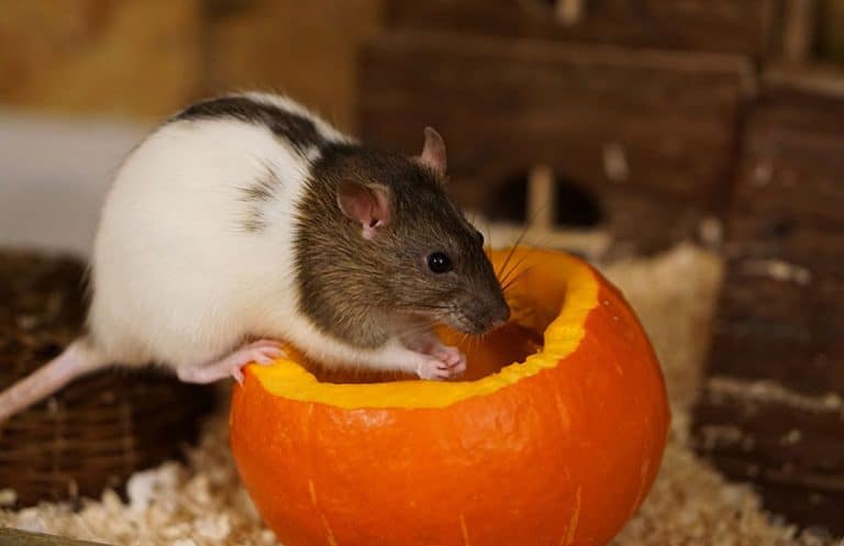 9 Fun Games To Play With Your Pet Rat! - Rodent Friends