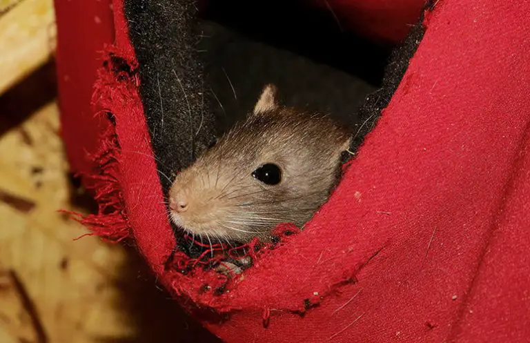 Your Pet Rat Escaped? Here's What To Do! - Rodent Friends