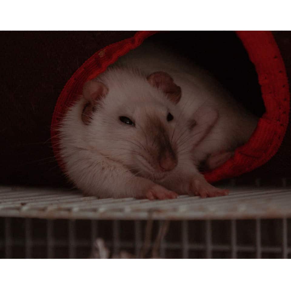 Rodent Friends - A Place To Learn About Pet Rats, Hamsters, Rabbits And ...