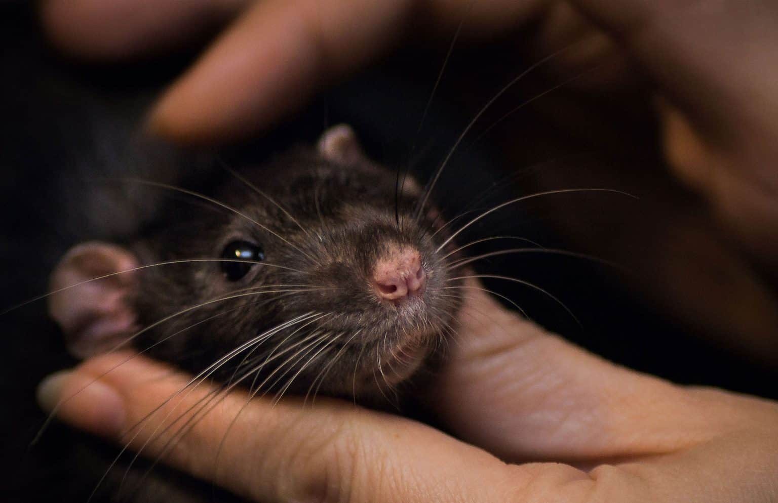 Why Is Your Pet Rat Licking You? Pet Rat Behaviour Explained