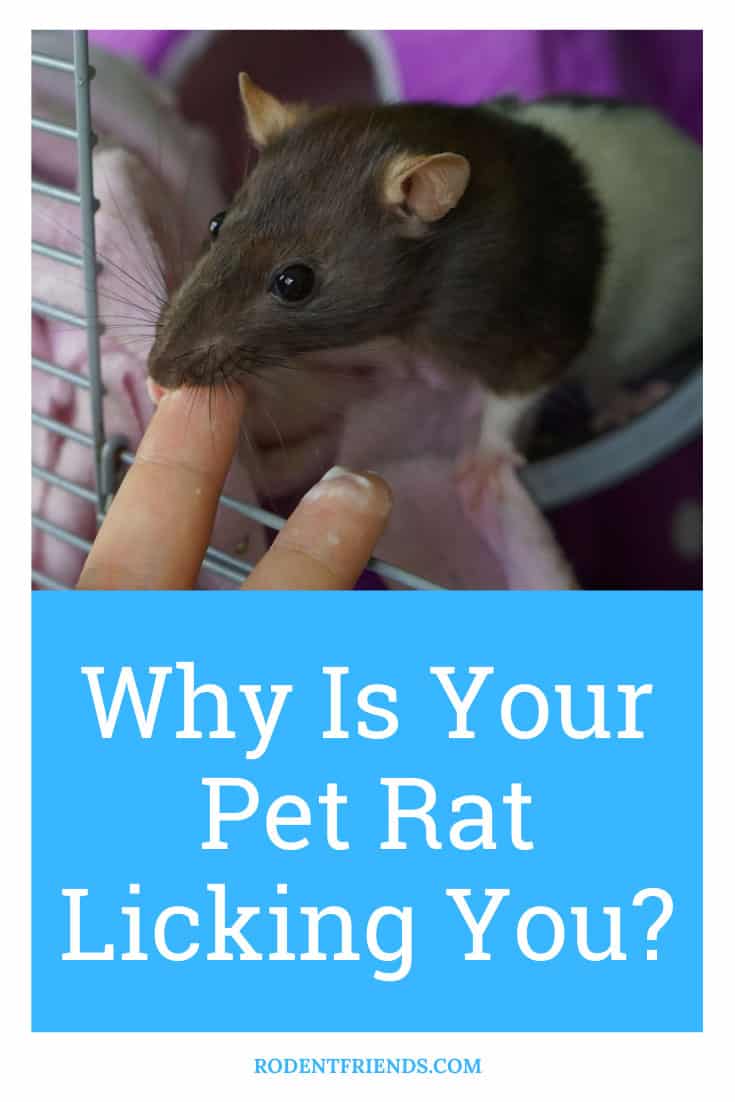 Why Is Your Pet Rat Licking You? Pet Rat Behaviour Explained