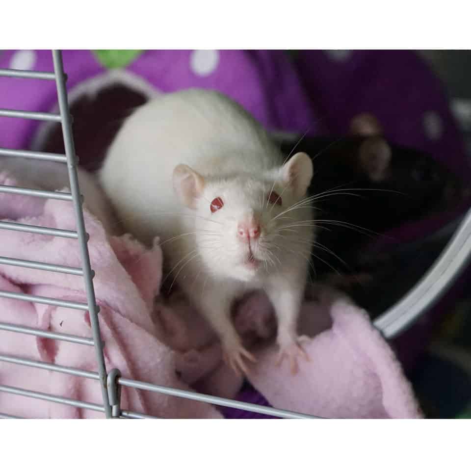 Yellow Fur In Pet Rats, Should You Be Worried? - Rodent Friends