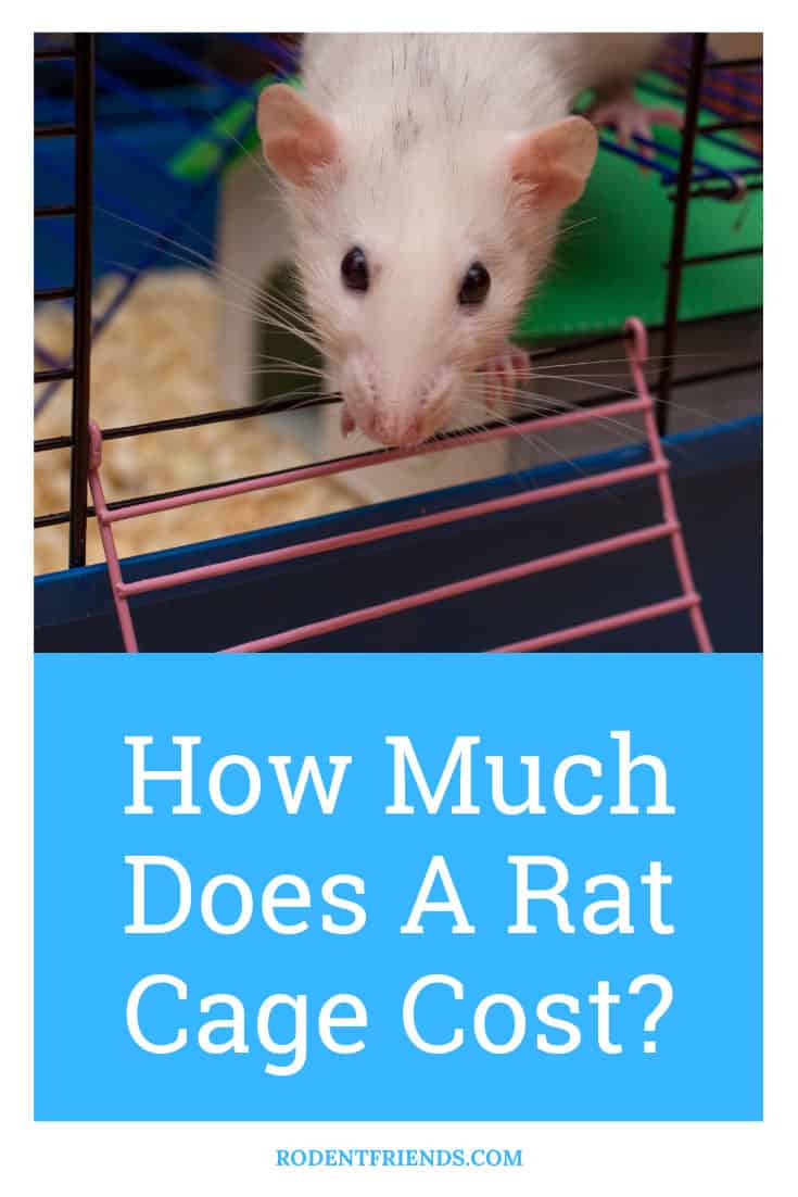 How Much Does A Rat Cage Cost? (Prices, Averages, Examples)