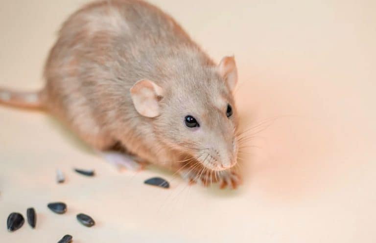 How Much And How Often To Feed Your Pet Rats (Easy Guide!)