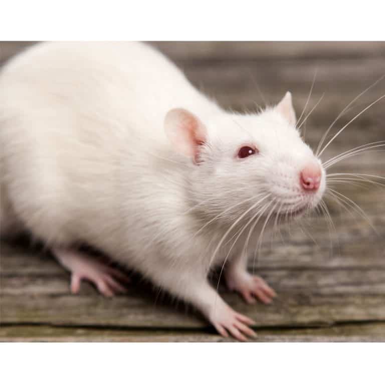 Rodent Friends - A Place To Learn About Pet Rats, Hamsters, Rabbits And ...