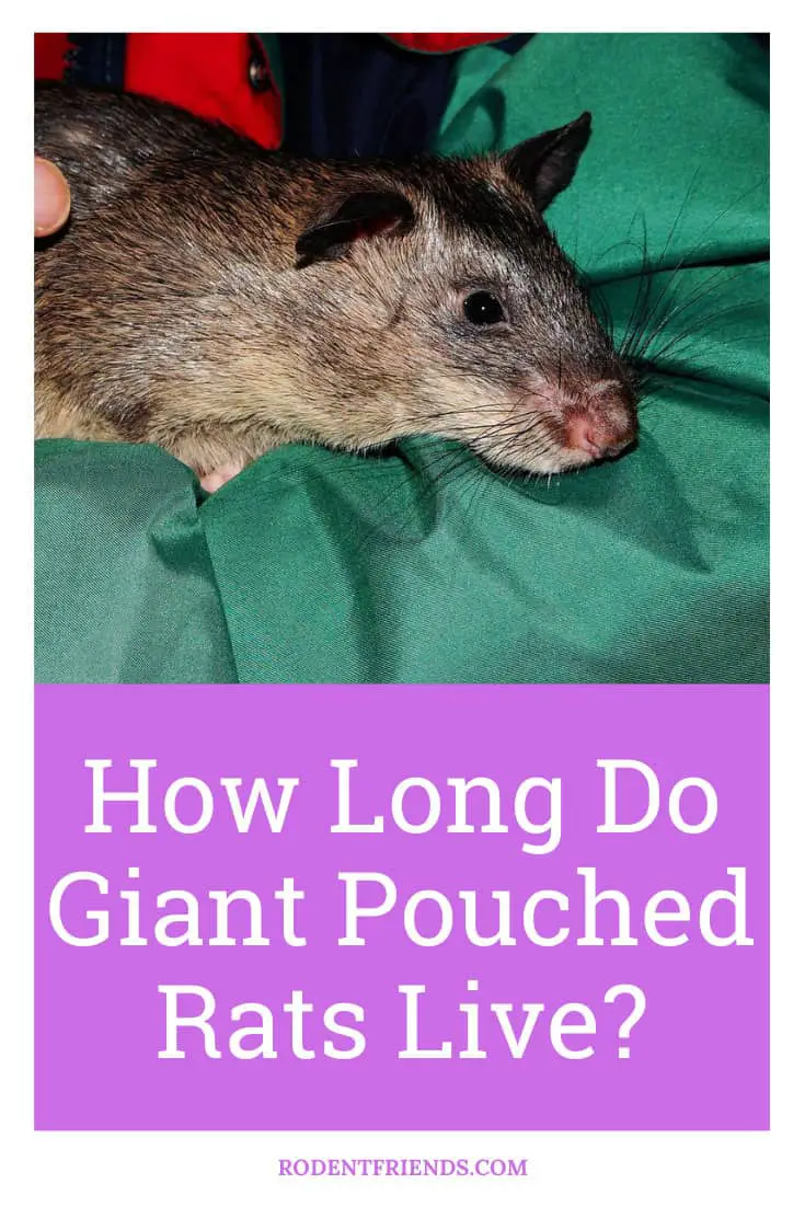 How Long Do Giant Pouched Rats Live? How Big Do They Get?