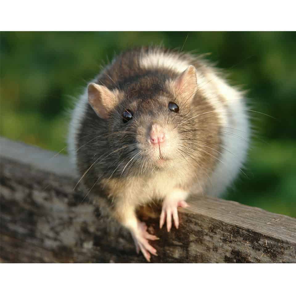 How Long Can You Leave Your Rats By Themselves? (With Tips)