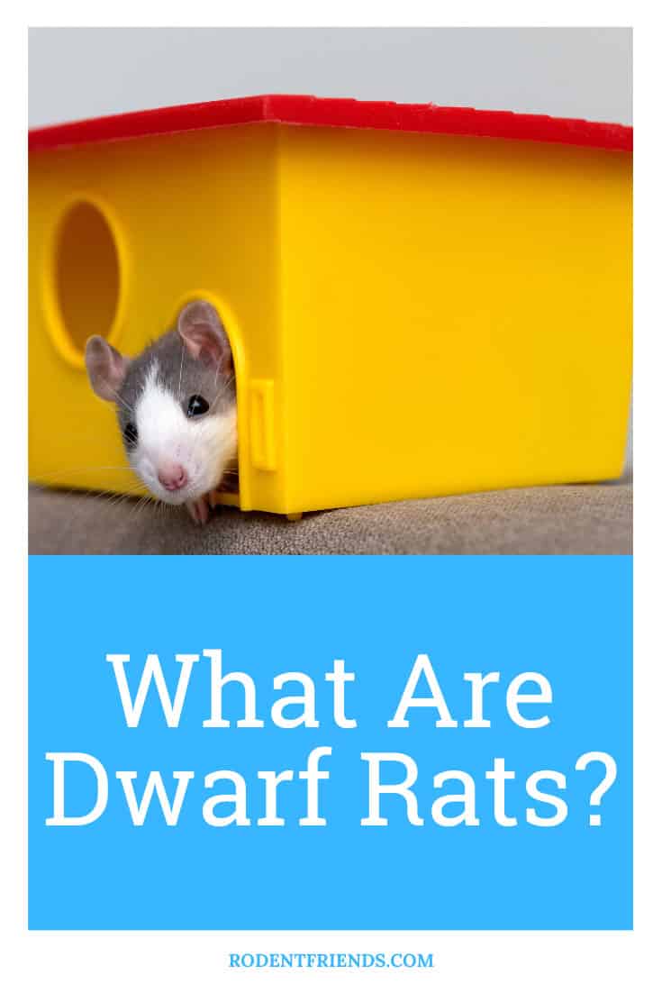 What Are Dwarf Rats? Do They Make Good Pets? - Rodent Friends
