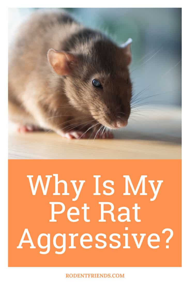 Why Is My Pet Rat Aggressive? Signs And How To Stop Them!