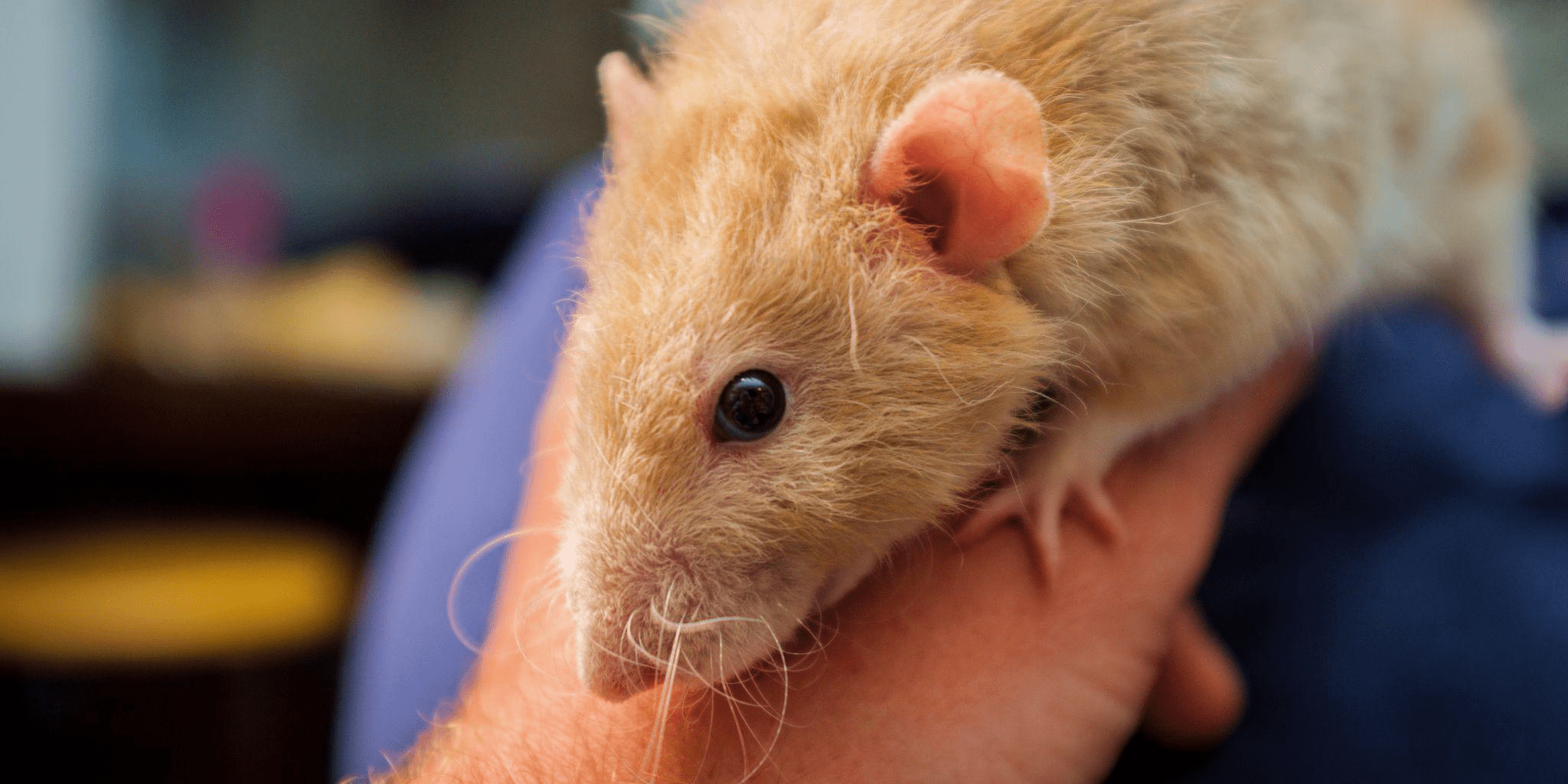 The Biggest Pet Rodents You Can Get (Ranked List With Images!)