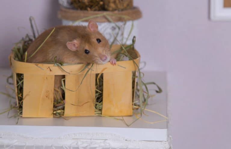 Dig Boxes For Pet Rats: Safe Materials, Sizes And What To Put In