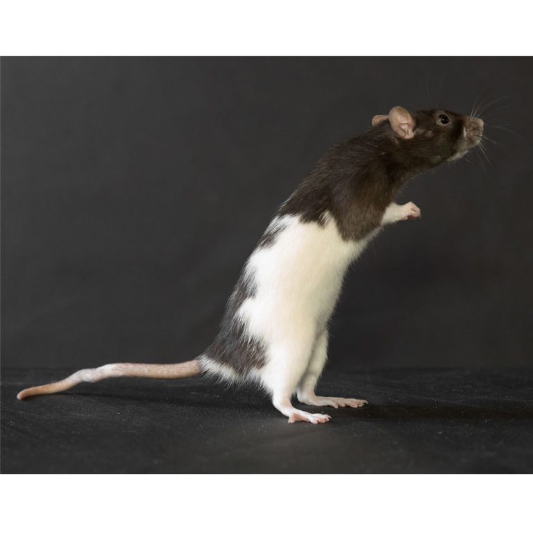 Rodent Friends - A Place To Learn About Pet Rats, Hamsters, Rabbits And ...