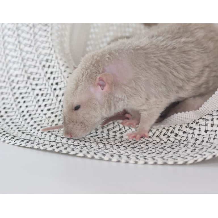 Rex Rats: Are They Rare? Hypoallergenic? Everything To Know!