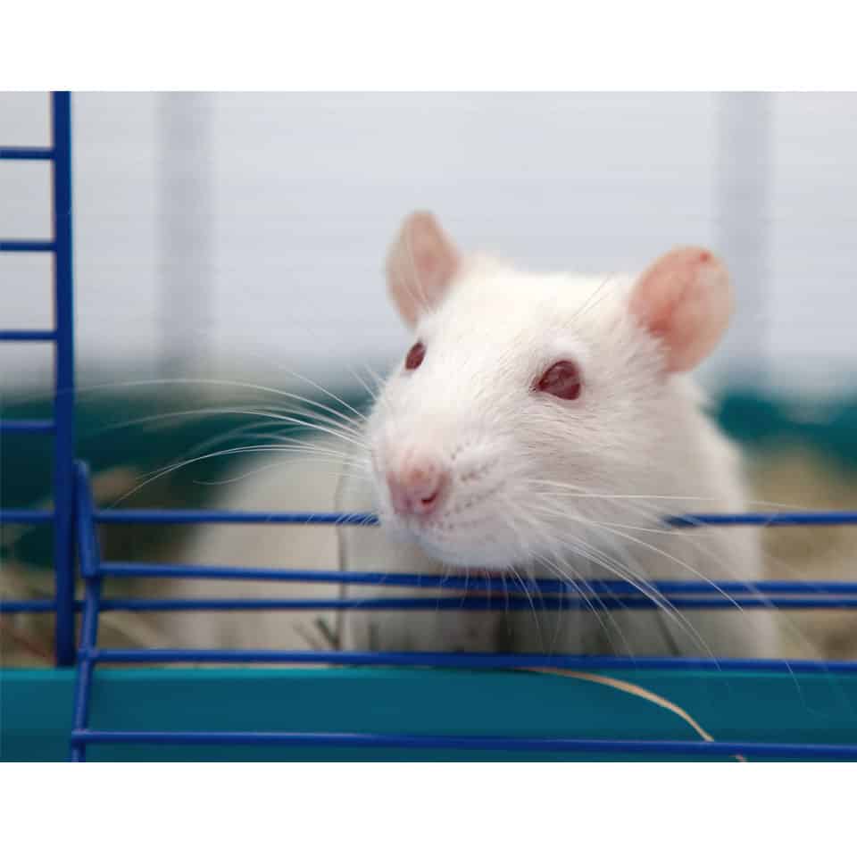 Why Do Rats Have Red Or Pink Eyes? Do They Need Extra Care?