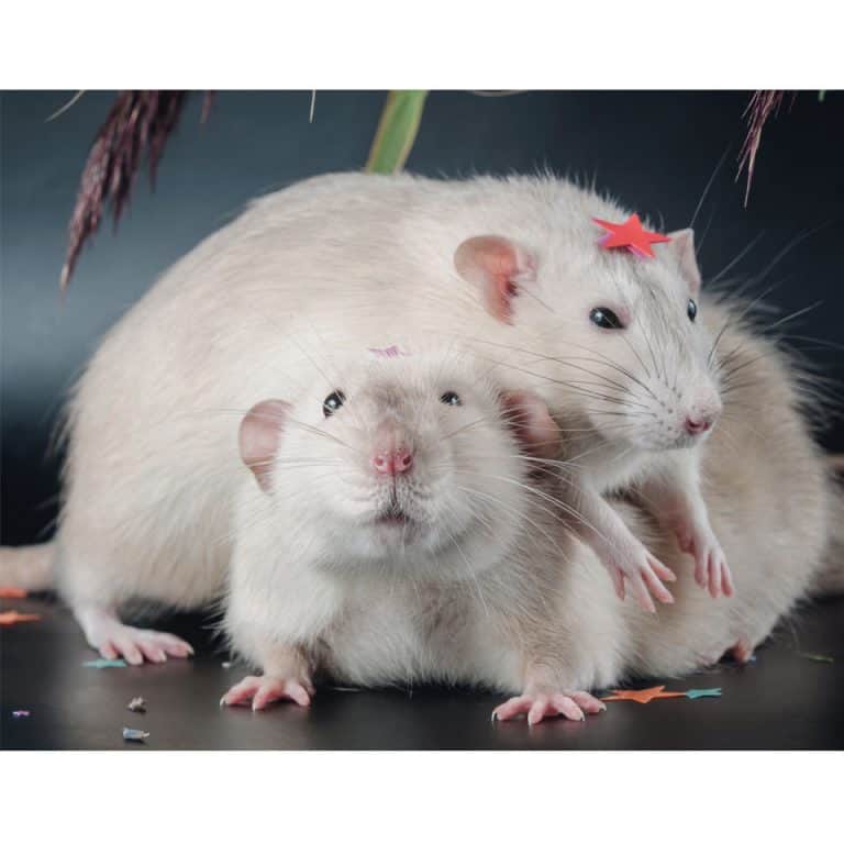 Rodent Friends - A Place To Learn About Pet Rats, Hamsters, Rabbits And ...