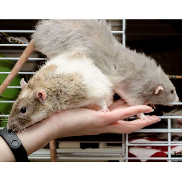 Rodent Friends - A Place To Learn About Pet Rats, Hamsters, Rabbits And ...