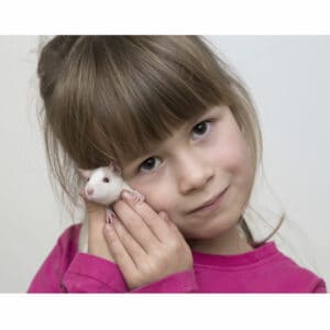 Your Rat's Eye Is Bulging Or Popping Out? Read This.