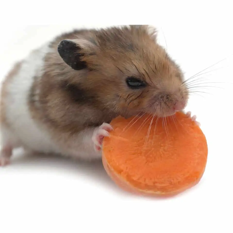 Guide to Syrian Hamster Diet: Balanced Feeding for Your Pet