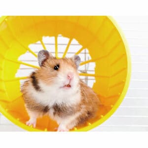 Your Rat's Eye Is Bulging Or Popping Out? Read This.