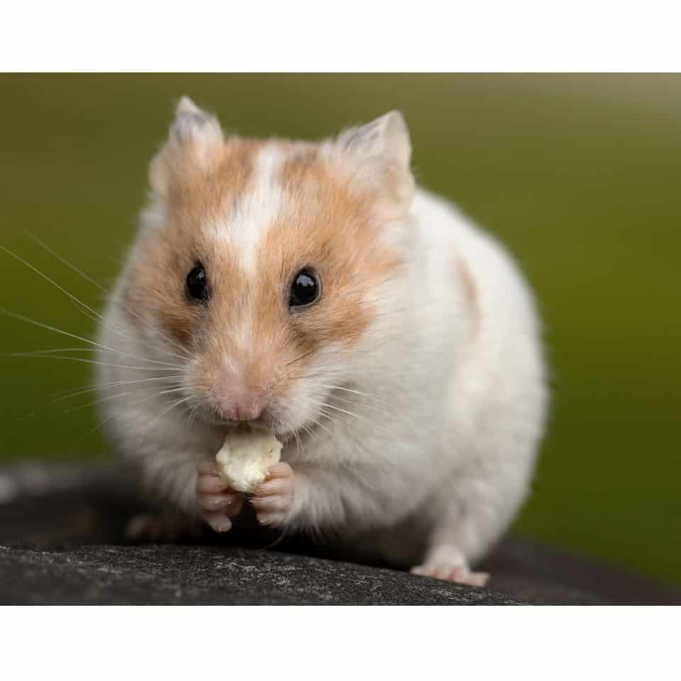 Syrian Hamster VS Dwarf Hamster: The Differences That Matter!